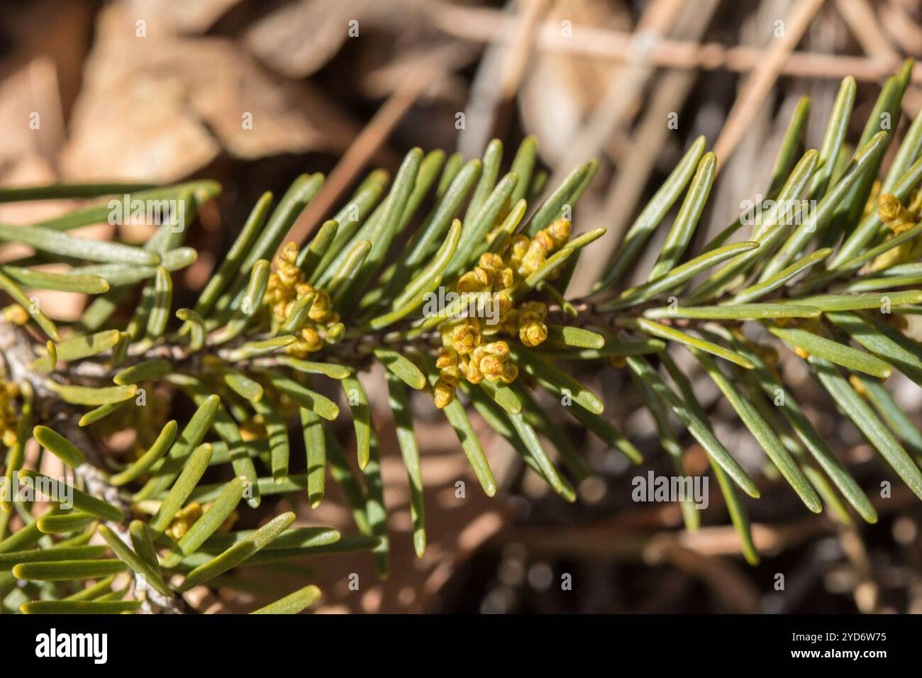 Douglas-Fir Dwarf-Mistletoe (Arceuthobium douglasii Stock Photo - Alamy