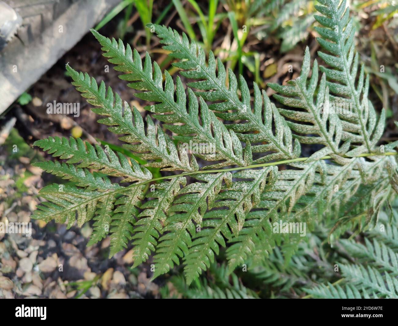 giant chain fern (Woodwardia fimbriata Stock Photo - Alamy
