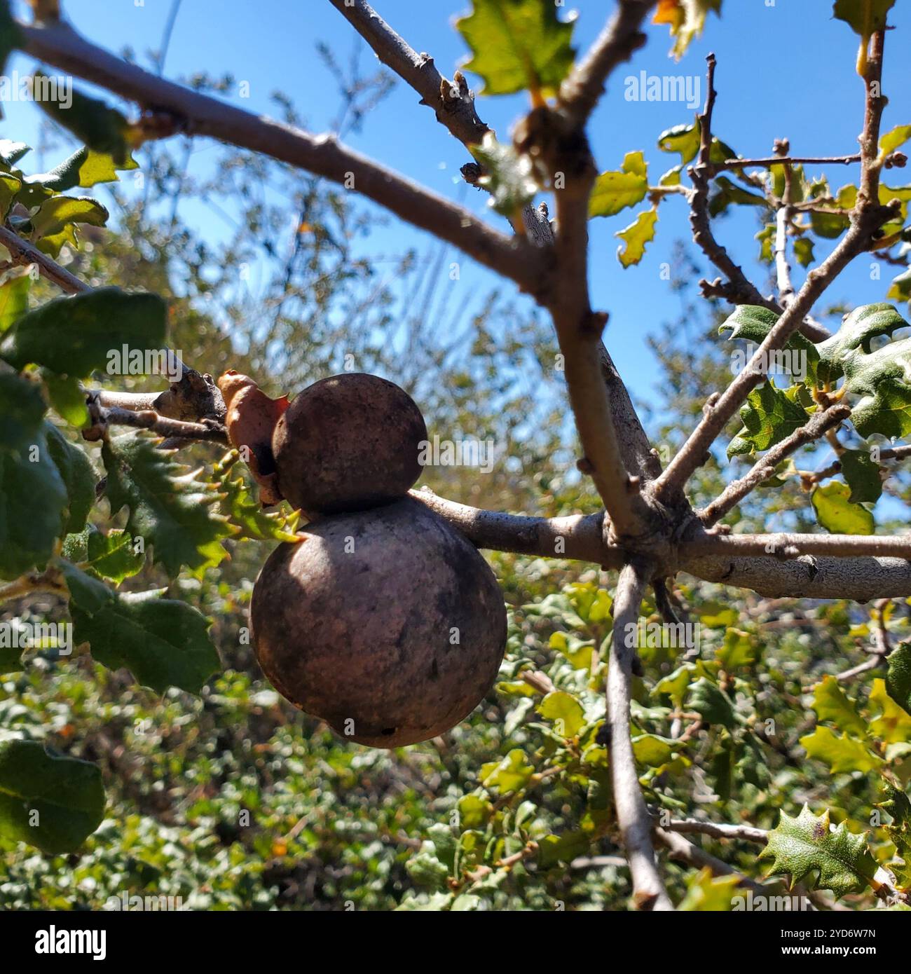 California Gall Wasp (Andricus quercuscalifornicus Stock Photo - Alamy