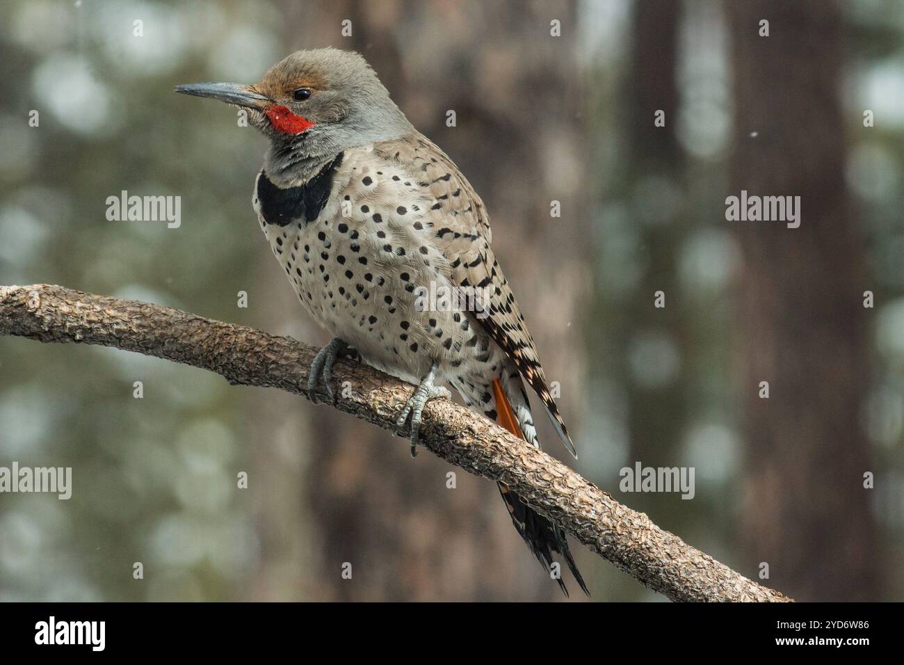 Northern Flicker (Colaptes auratus Stock Photo - Alamy