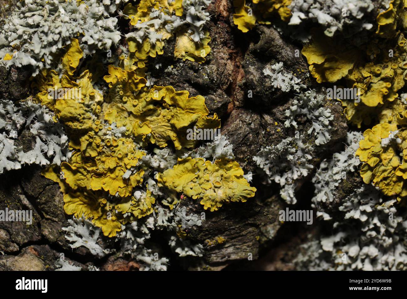 Common Sunburst Lichen (Xanthoria parietina Stock Photo - Alamy