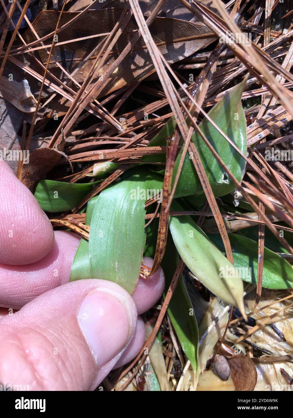 White-tubed Colicroot (Aletris farinosa Stock Photo - Alamy