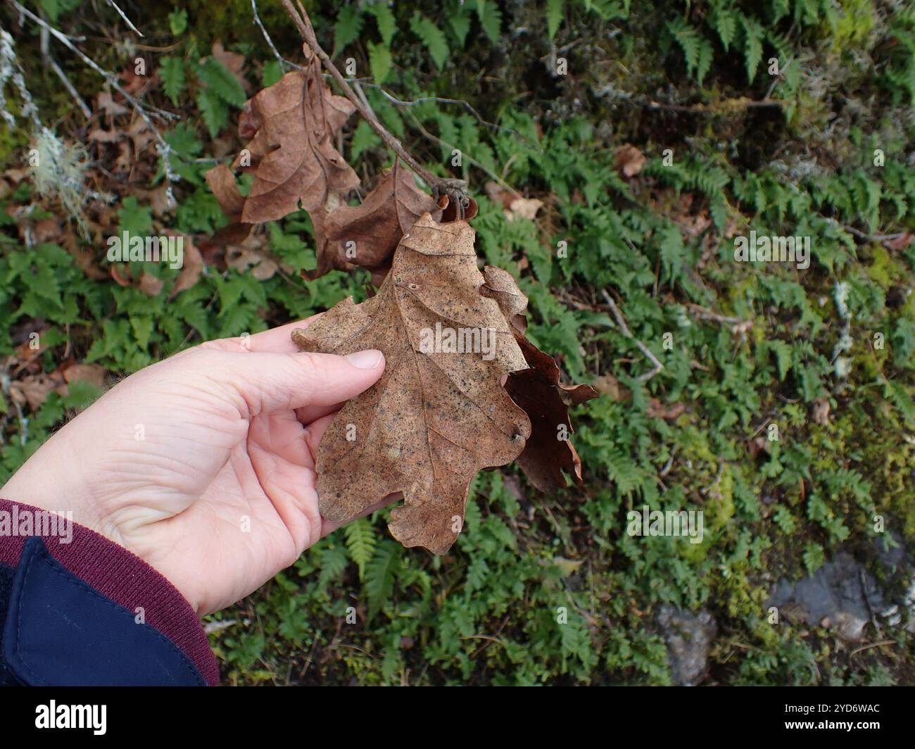 Oregon oak (Quercus garryana Stock Photo - Alamy