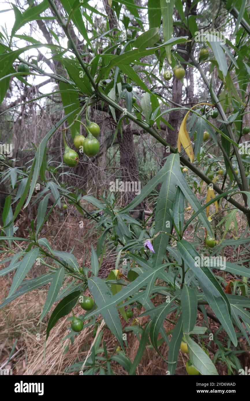 kangaroo-apple (Solanum laciniatum Stock Photo - Alamy