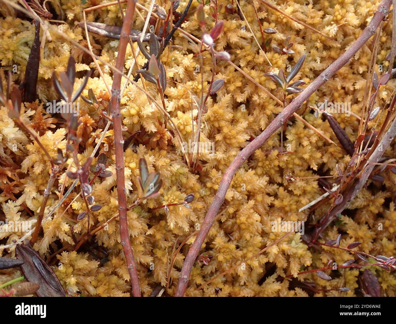 Papillose peatmoss hi-res stock photography and images - Alamy