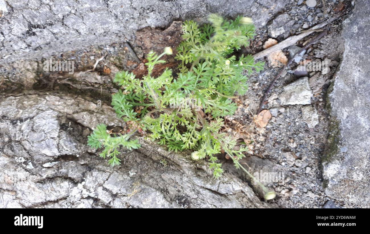 Cotula australis hi-res stock photography and images - Alamy