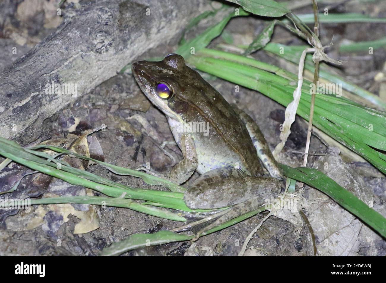Australian Wood Frog (Papurana daemeli Stock Photo - Alamy