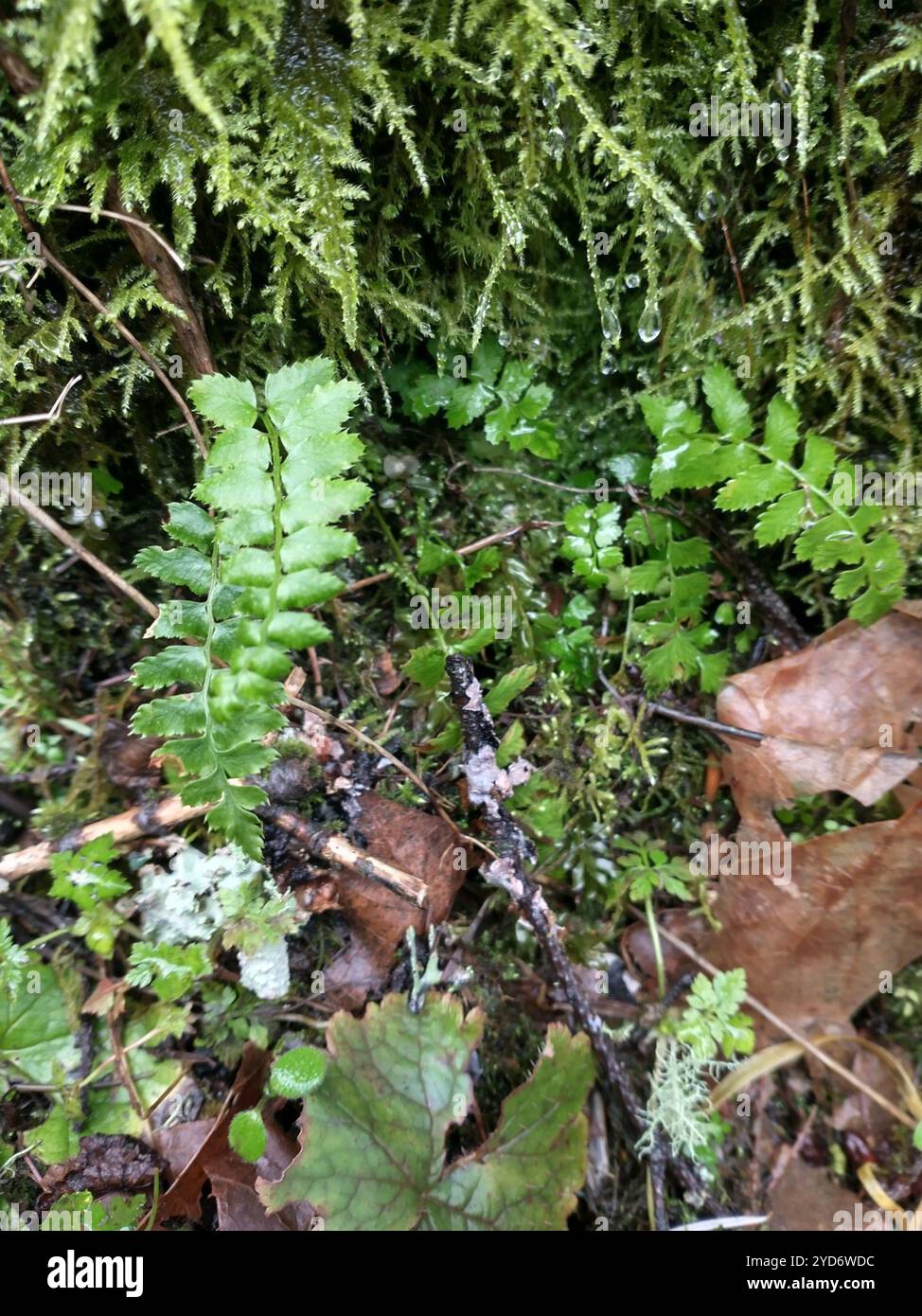 western sword fern (Polystichum munitum Stock Photo - Alamy