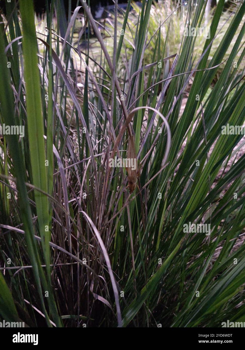 Broad-tipped Conehead (Neoconocephalus triops Stock Photo - Alamy