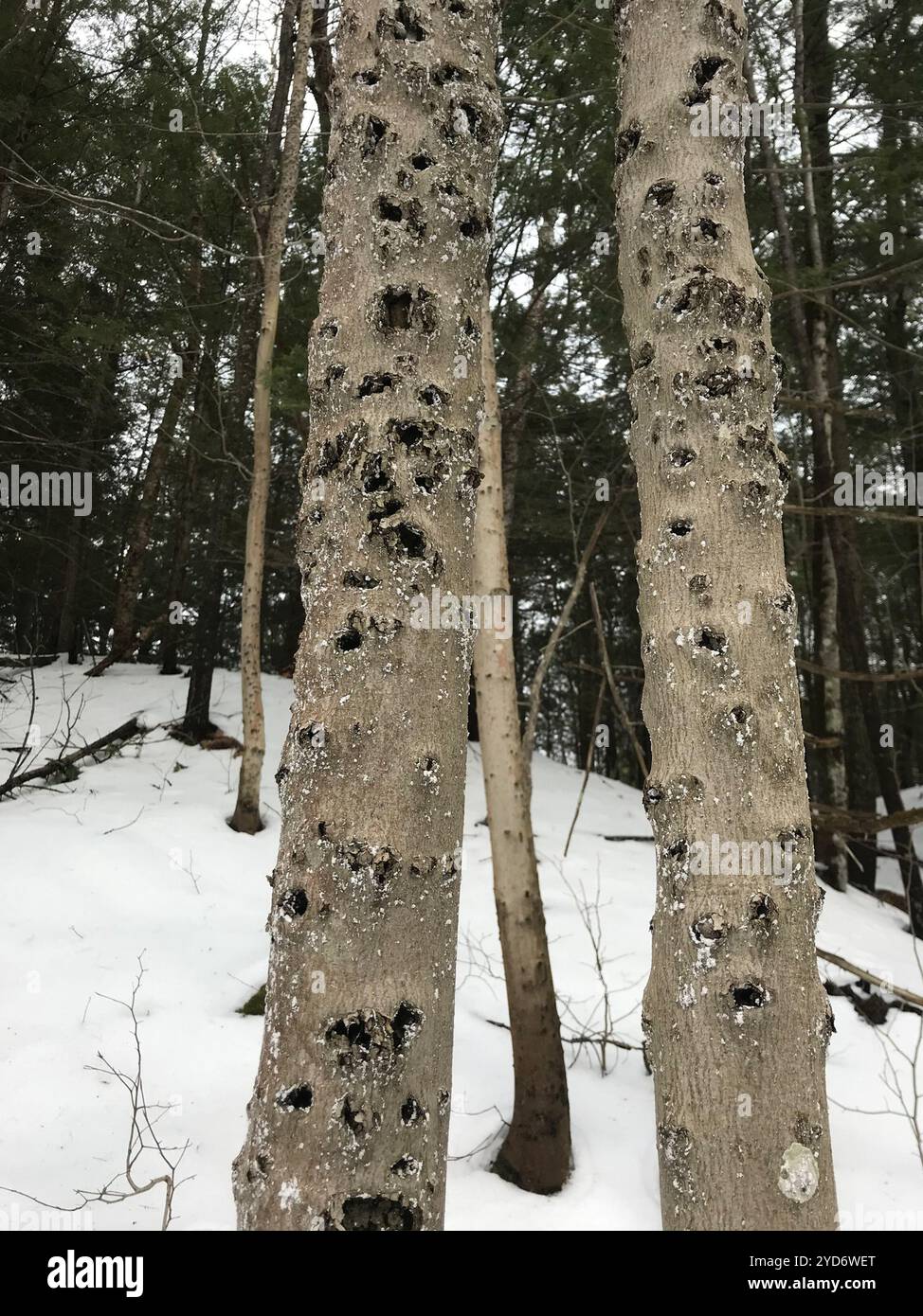 Beech Scale (Cryptococcus fagisuga Stock Photo - Alamy
