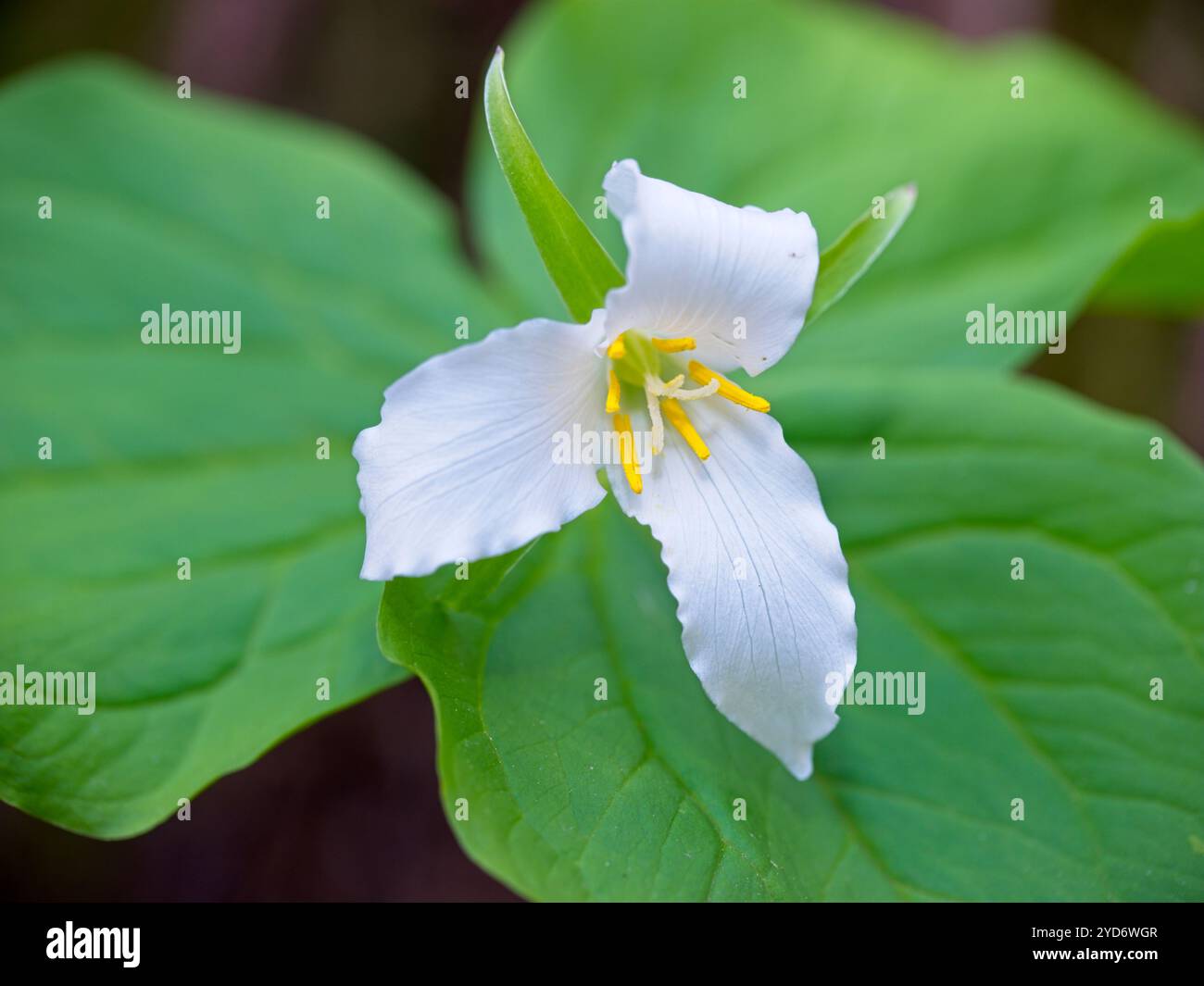 White trillium flower hi-res stock photography and images - Alamy