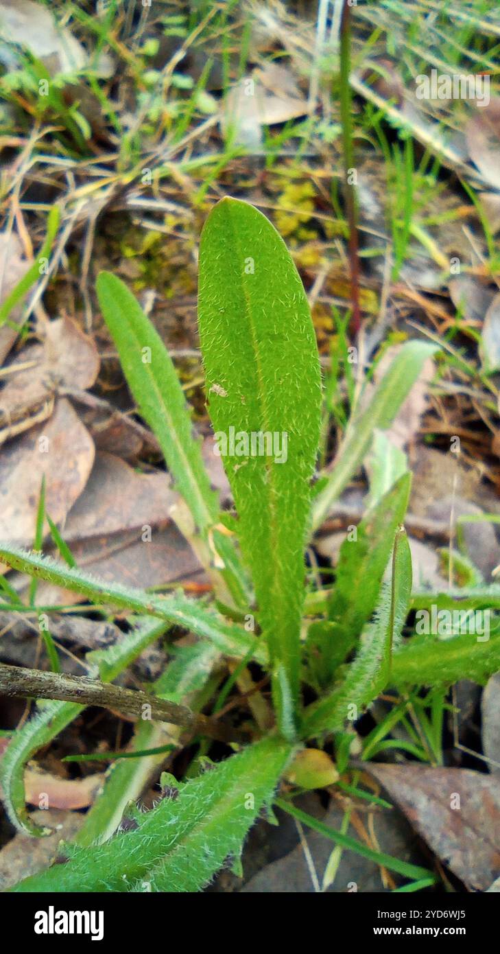 Smooth Cat's Ear (Hypochaeris glabra Stock Photo - Alamy