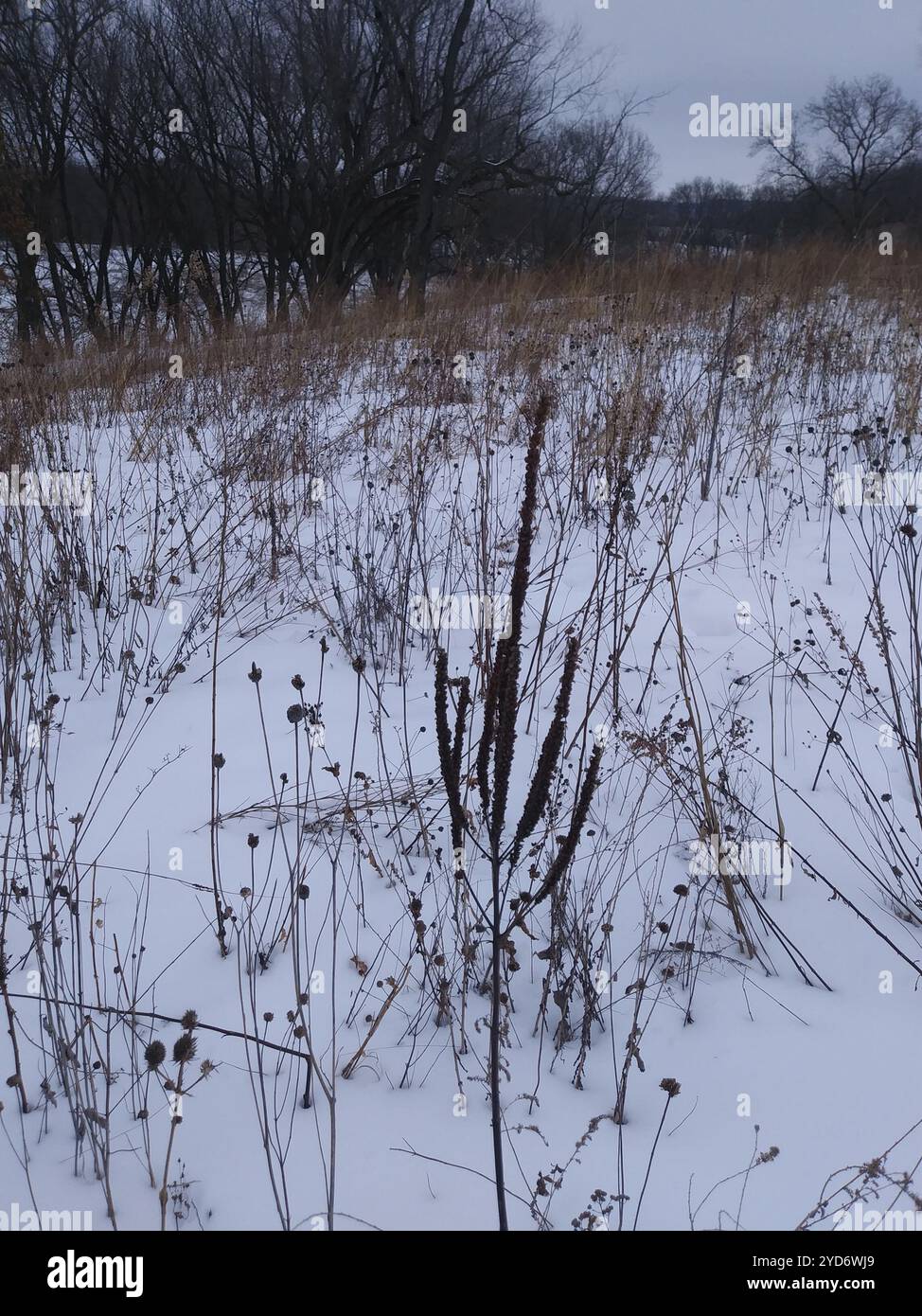 Culver's root (Veronicastrum virginicum Stock Photo - Alamy