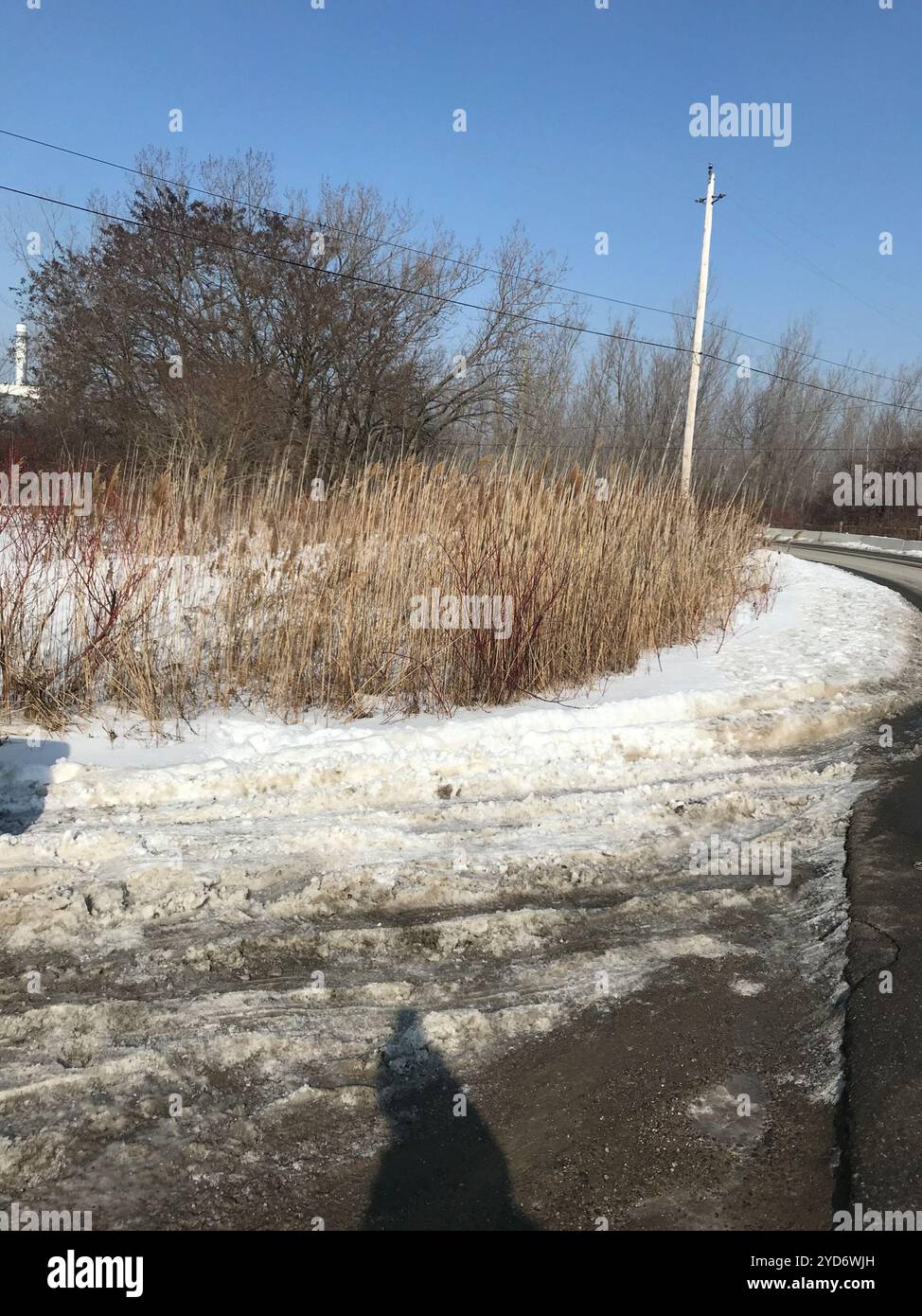European reed (Phragmites australis australis Stock Photo - Alamy