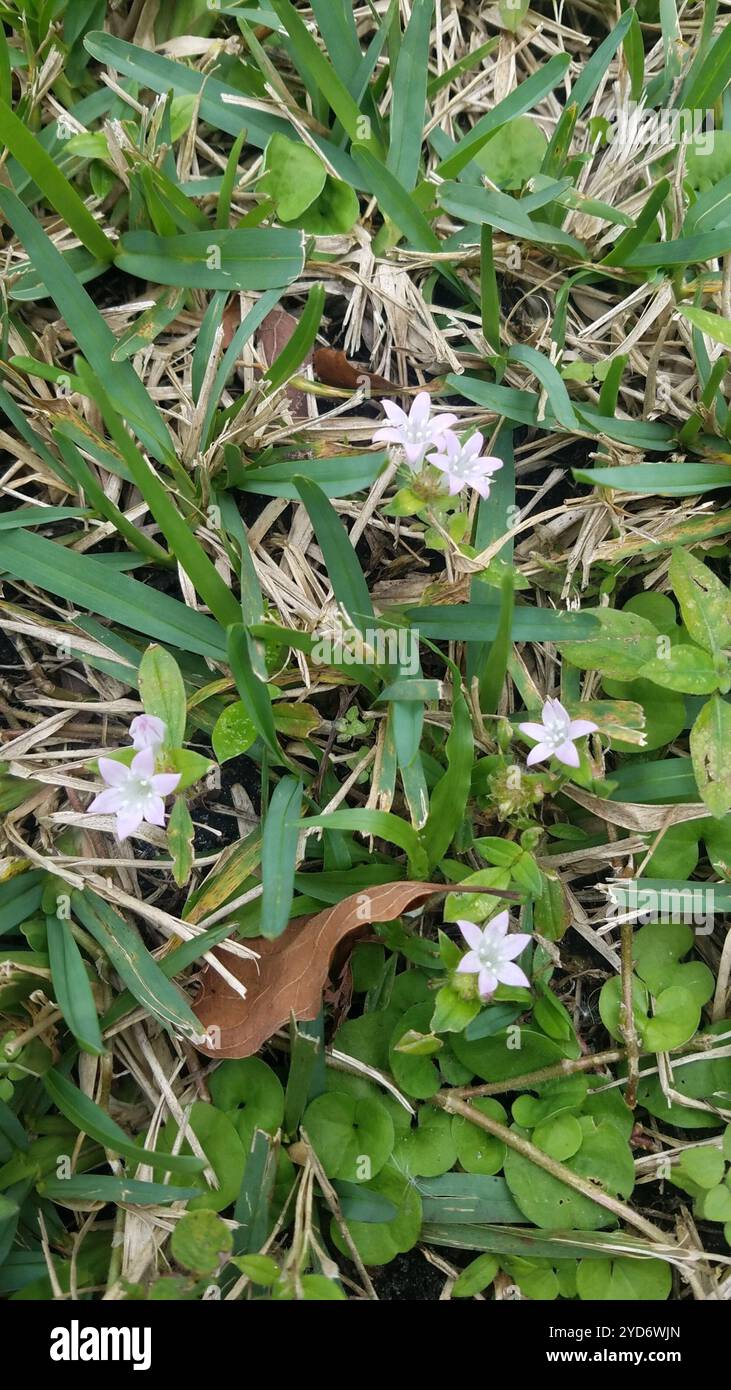 largeflower Mexican clover (Richardia grandiflora Stock Photo - Alamy