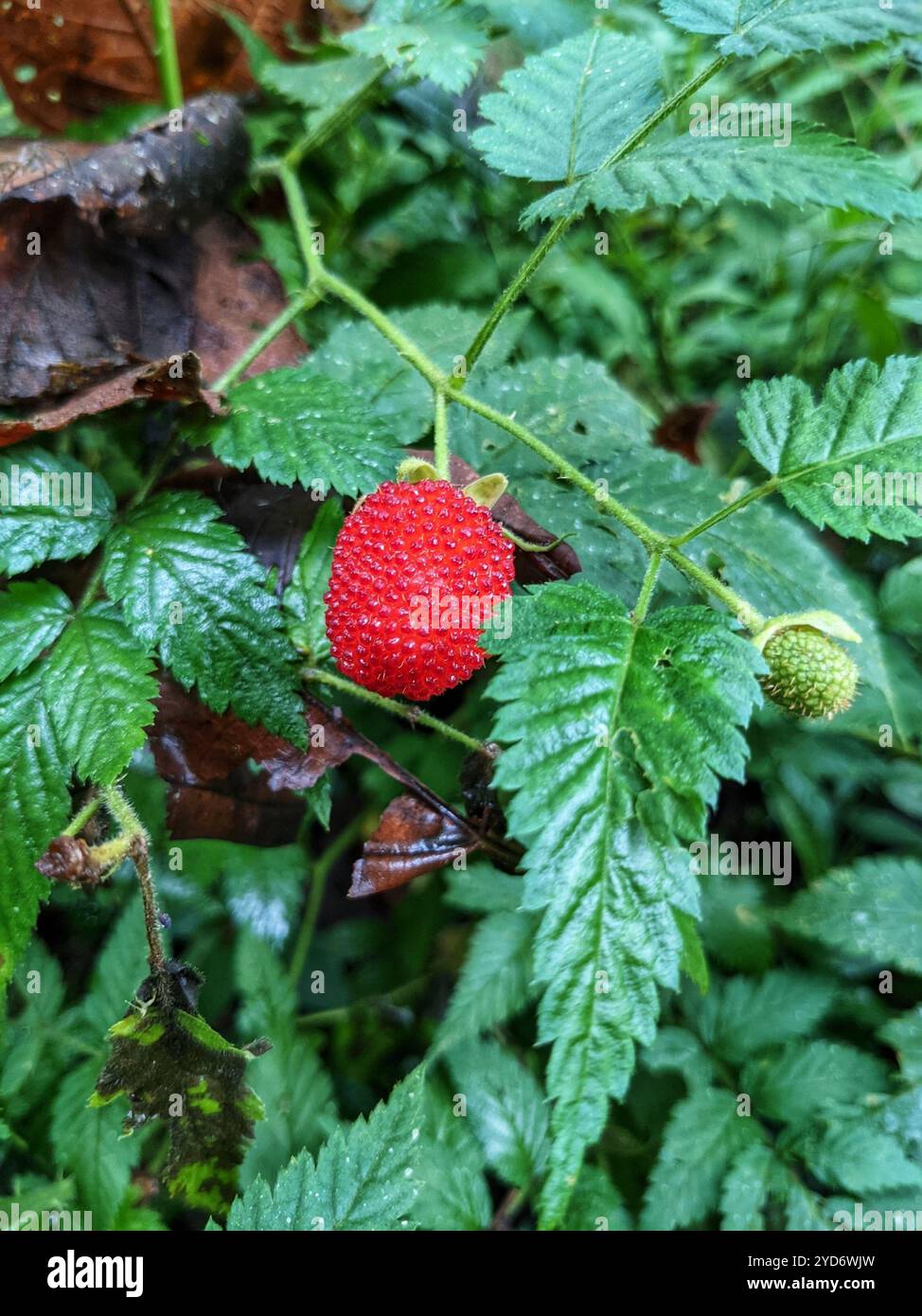 roseleaf bramble (Rubus rosifolius Stock Photo - Alamy