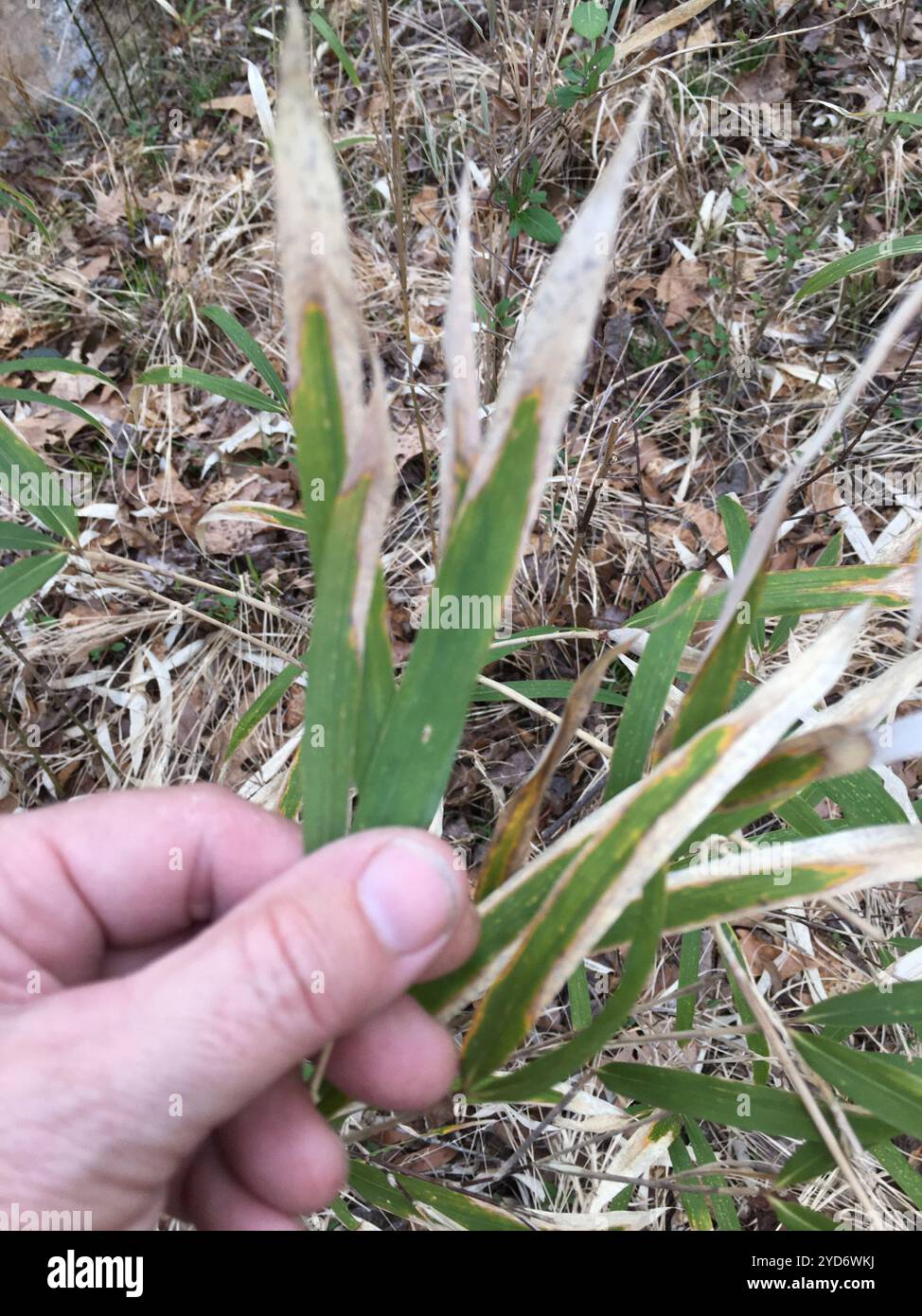 switch cane (Arundinaria tecta Stock Photo - Alamy