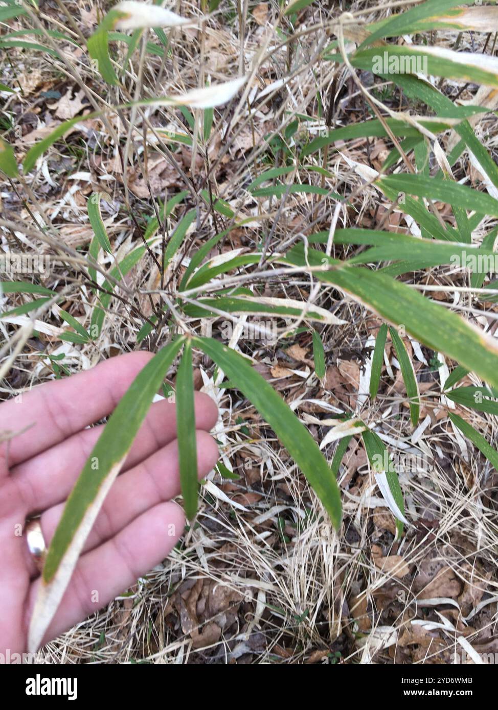 switch cane (Arundinaria tecta Stock Photo - Alamy