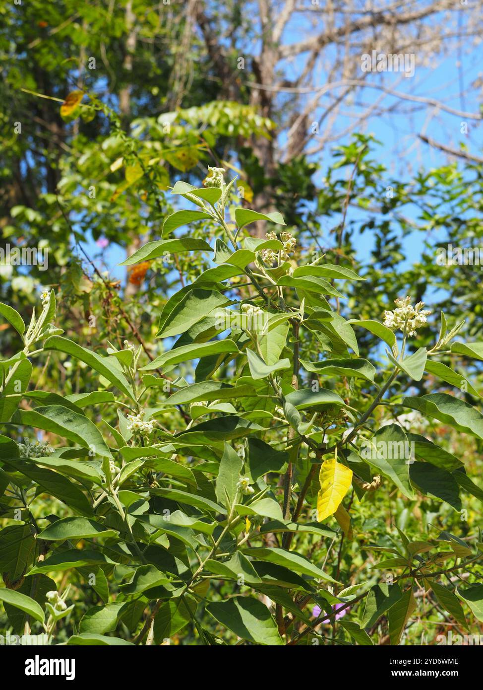 potato tree (Solanum erianthum Stock Photo - Alamy
