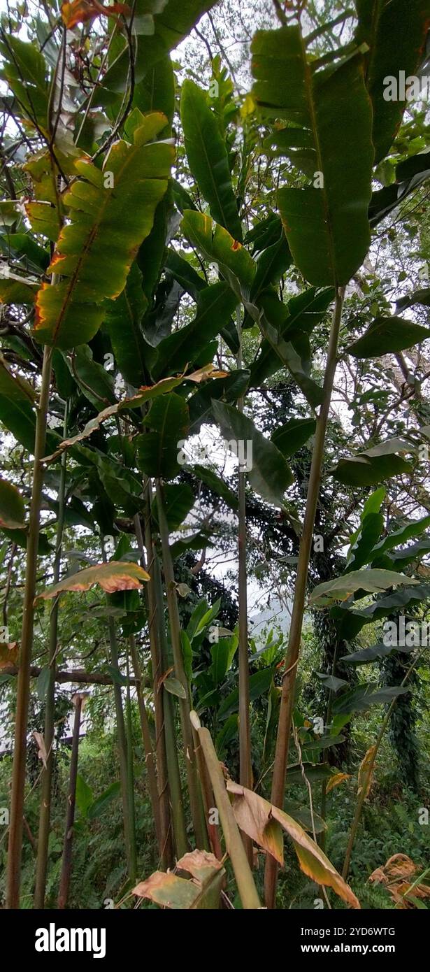 Giant Caroline island ginger (Alpinia carolinensis Stock Photo - Alamy
