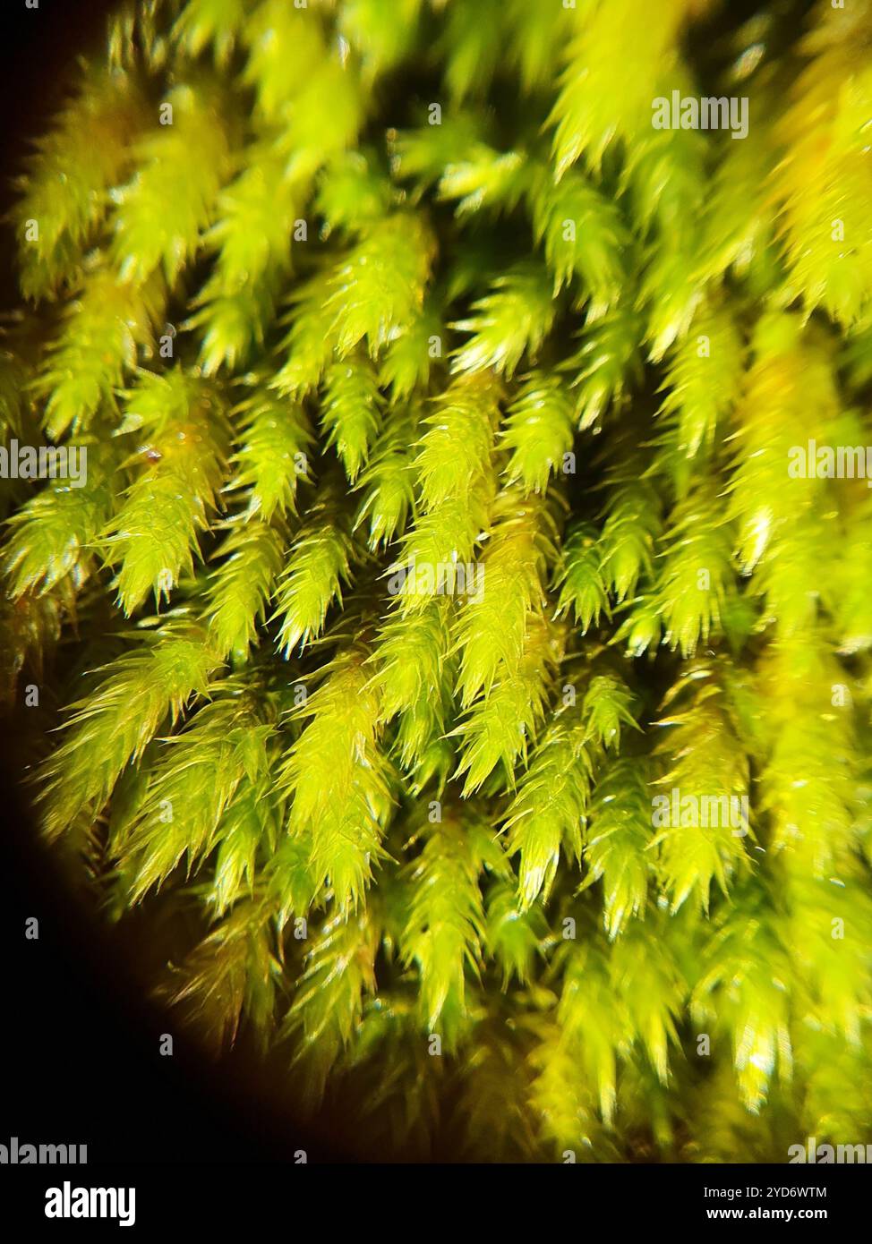 squirrel-tail moss (Leucodon sciuroides Stock Photo - Alamy