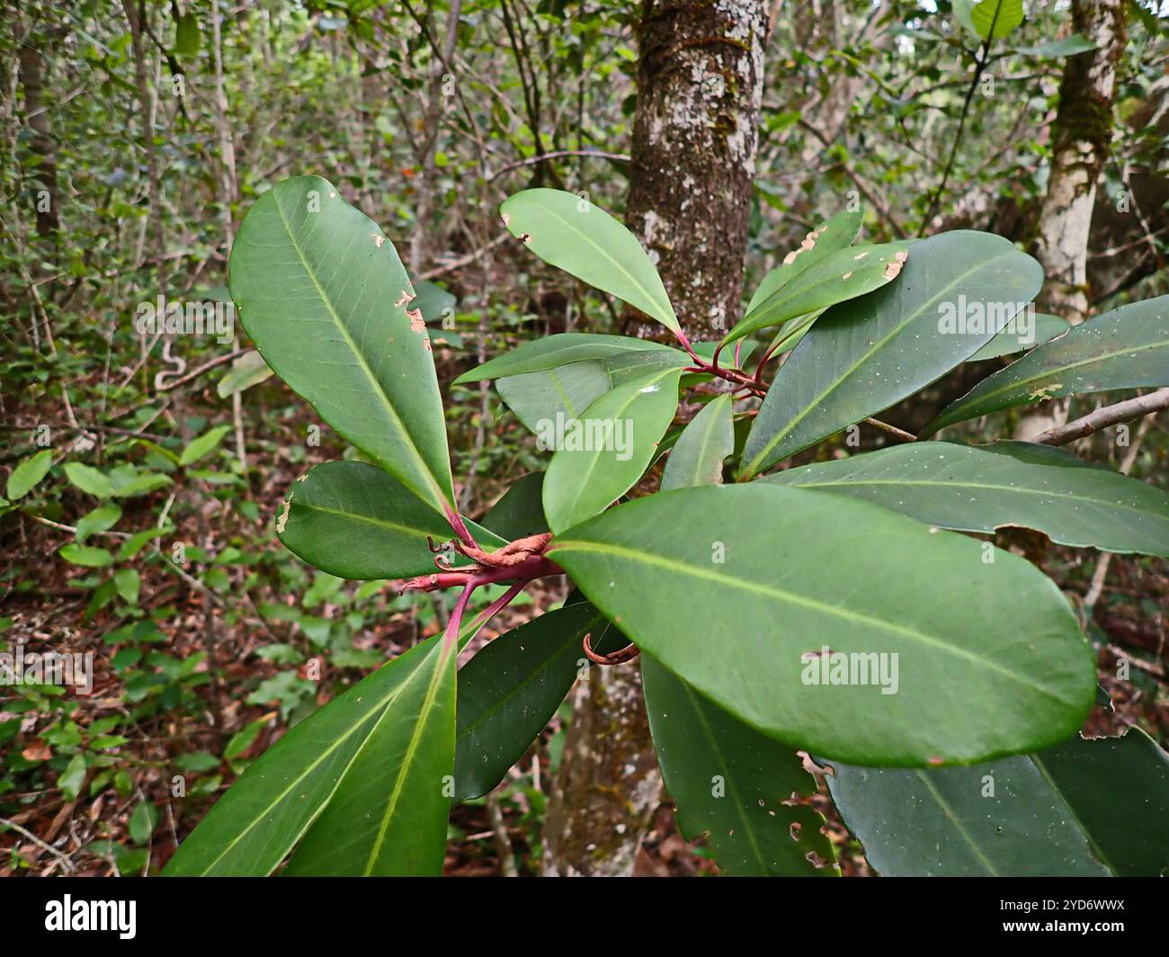 Cape beech (Rapanea melanophloeos Stock Photo - Alamy