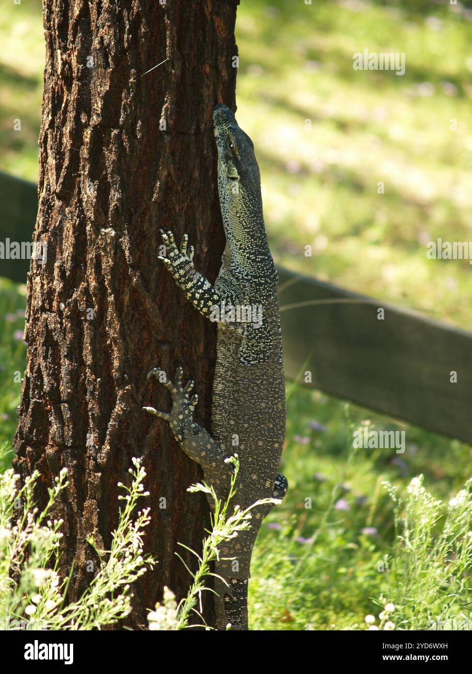 Lace Monitor (Varanus varius Stock Photo - Alamy