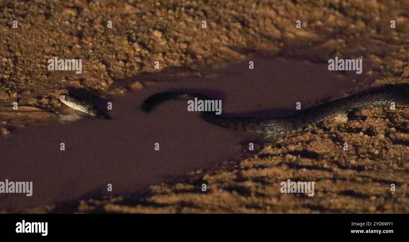 Common keelback (Tropidonophis mairii Stock Photo - Alamy