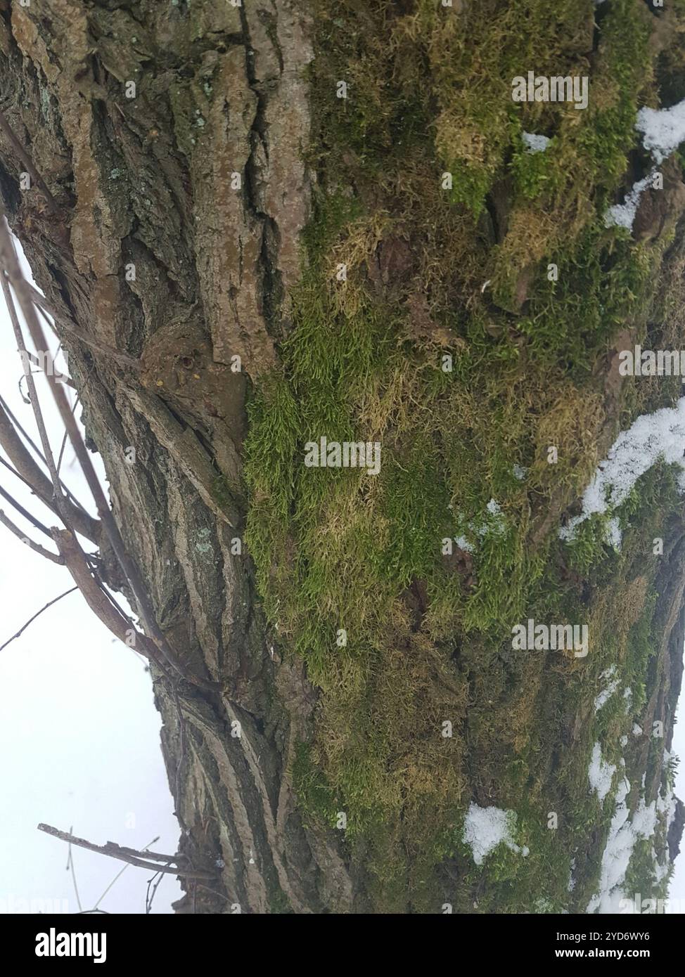 Fox-tail Feather-moss (Thamnobryum alopecurum Stock Photo - Alamy
