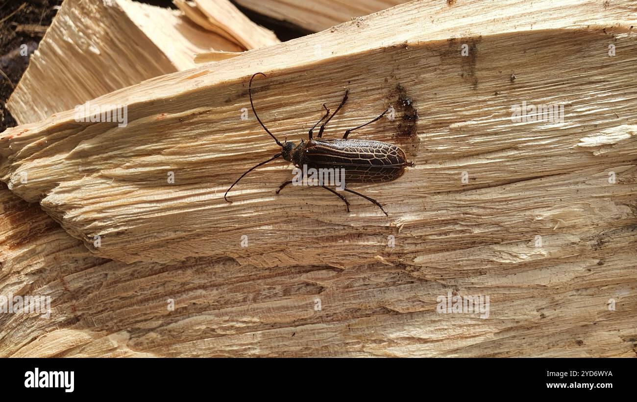 Huhu (Prionoplus reticularis Stock Photo - Alamy