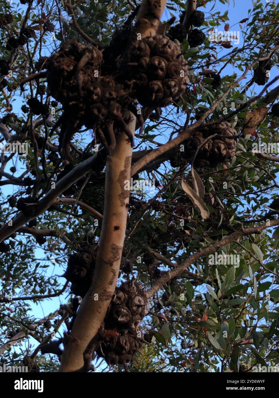 spider gum (Eucalyptus conferruminata Stock Photo - Alamy