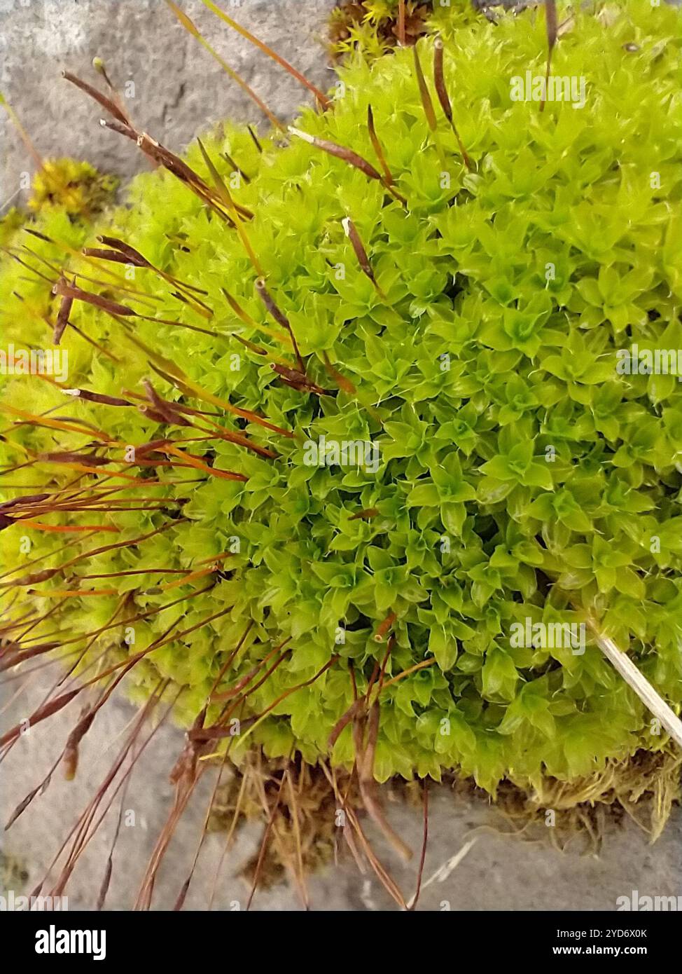 Wall Screw-moss (Tortula muralis Stock Photo - Alamy