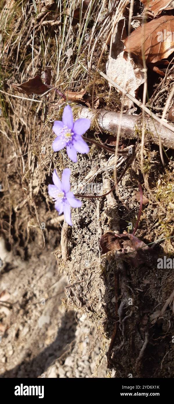 Liverleaf (Hepatica nobilis Stock Photo - Alamy