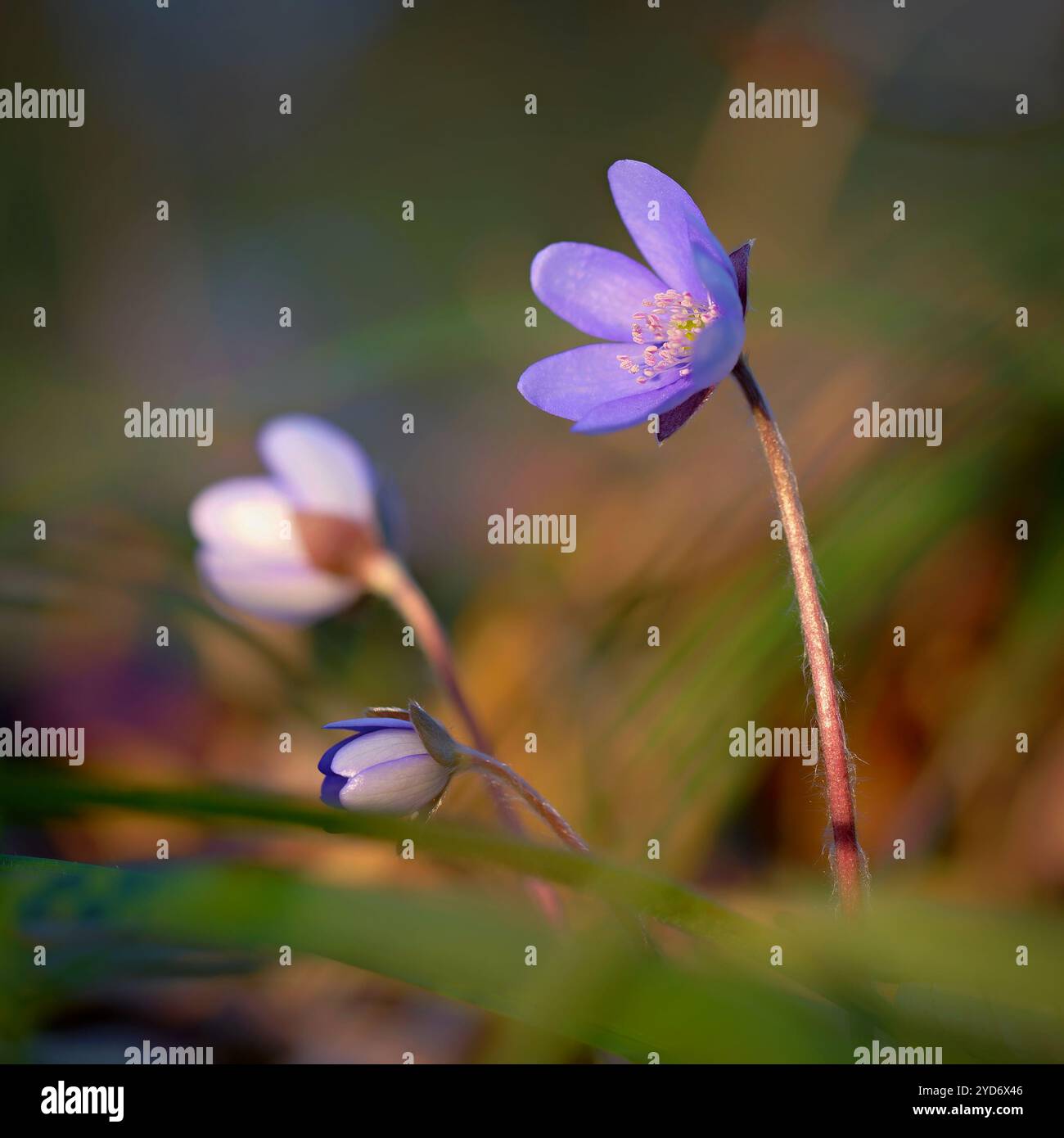 Spring flower. Beautiful blooming first small flowers in the forest ...