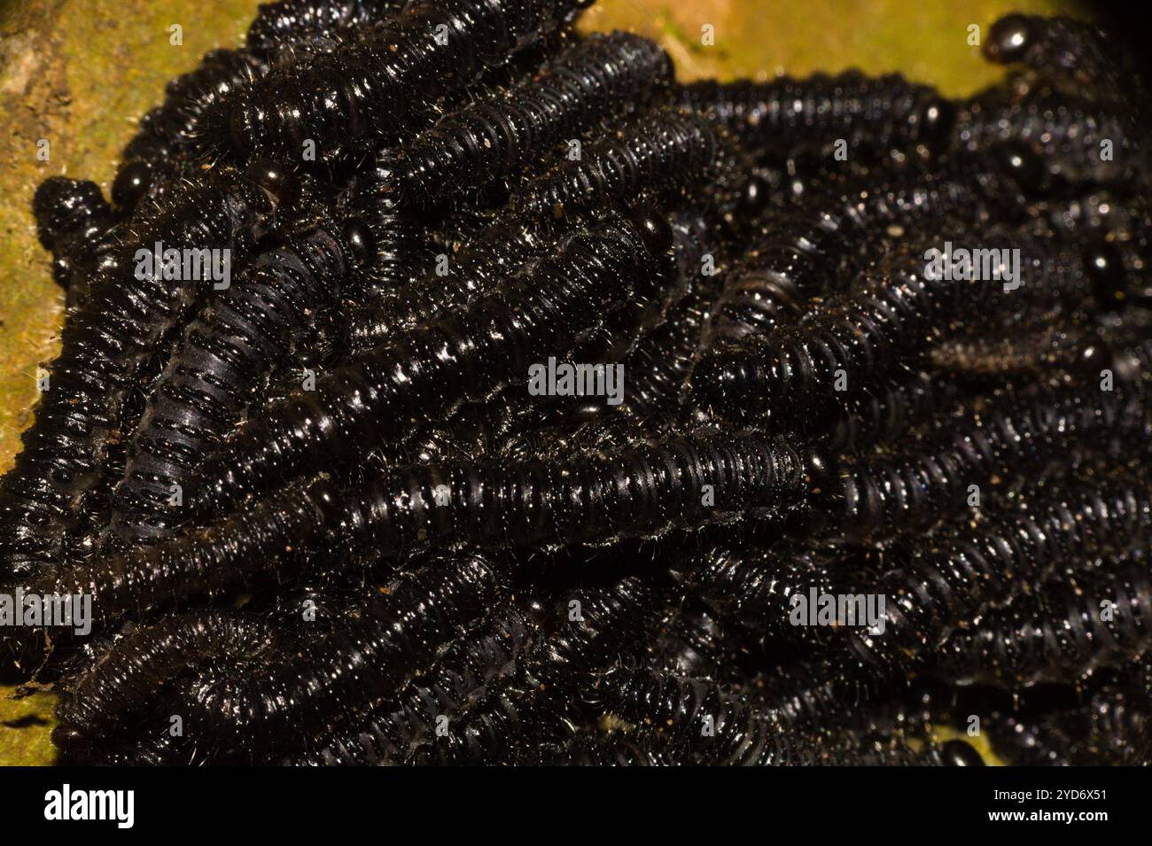 Pergid Sawflies (Pergidae Stock Photo - Alamy
