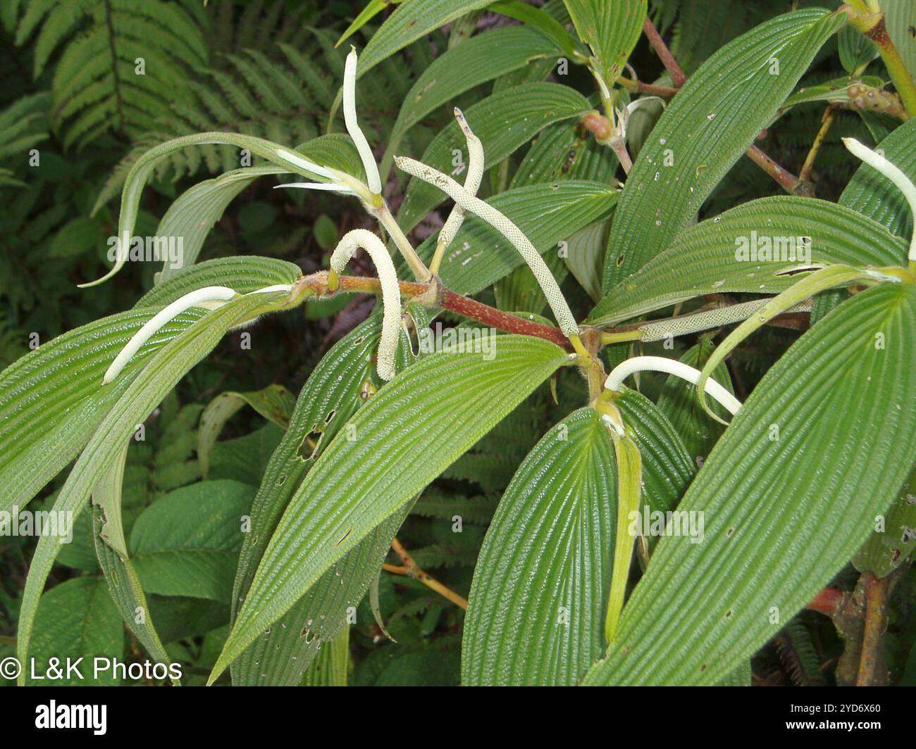 pepper plant family (Piperaceae Stock Photo - Alamy