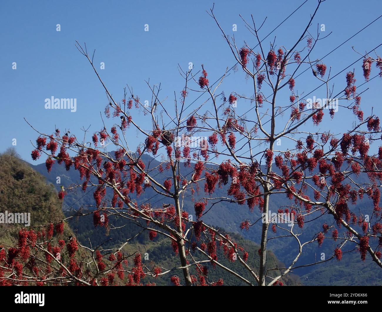 Wonder tree (Idesia polycarpa Stock Photo - Alamy