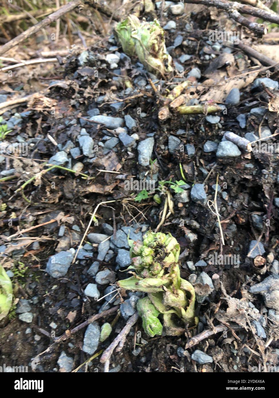 Western Sweet Coltsfoot (Petasites frigidus palmatus Stock Photo - Alamy