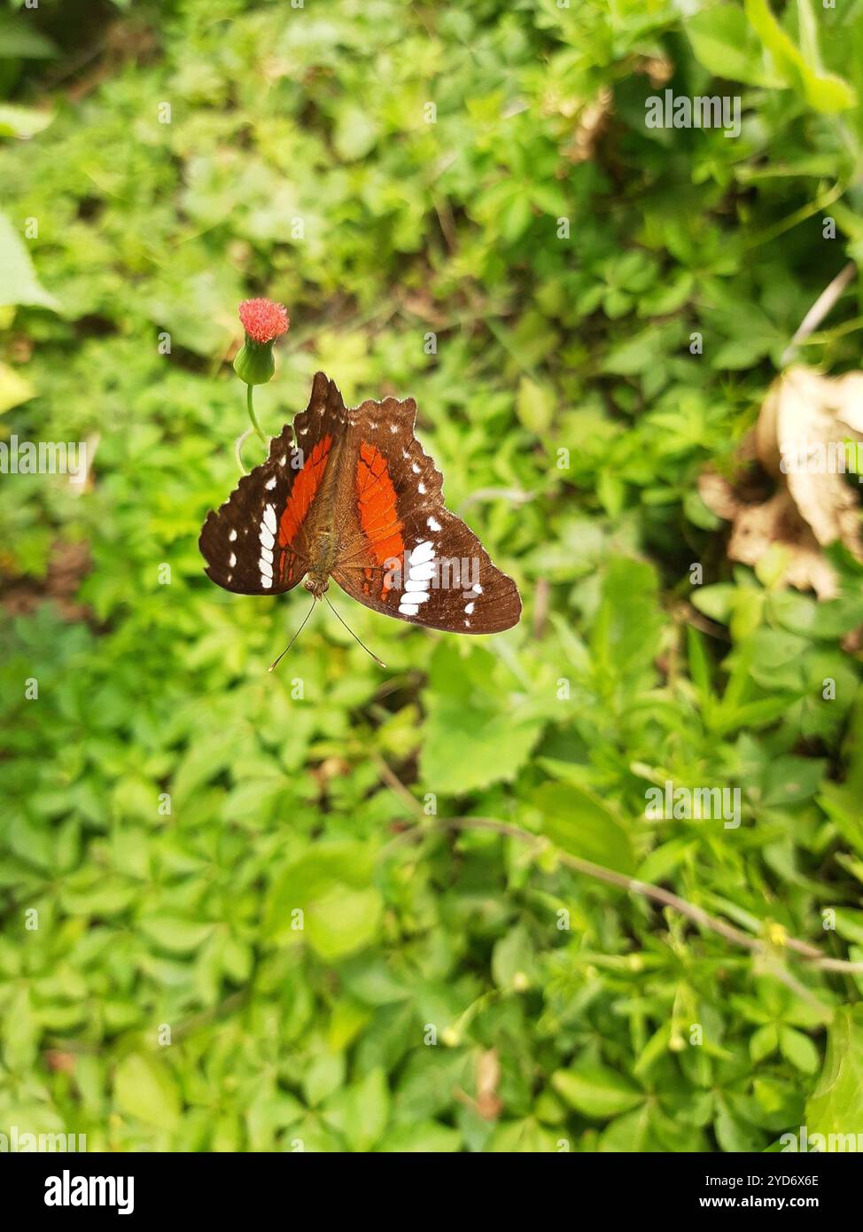 Anartia amathea roeselia hi-res stock photography and images - Alamy