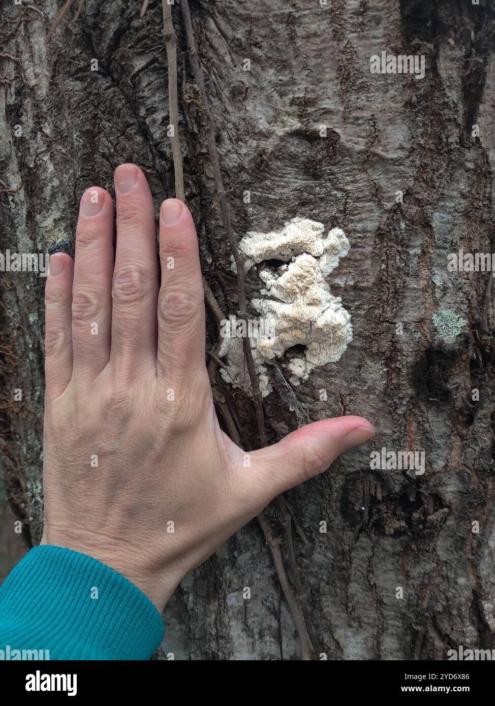 Tooth Fungi (Hericiaceae Stock Photo - Alamy