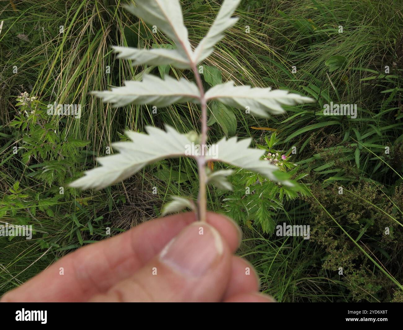 Ludwigii hi-res stock photography and images - Alamy