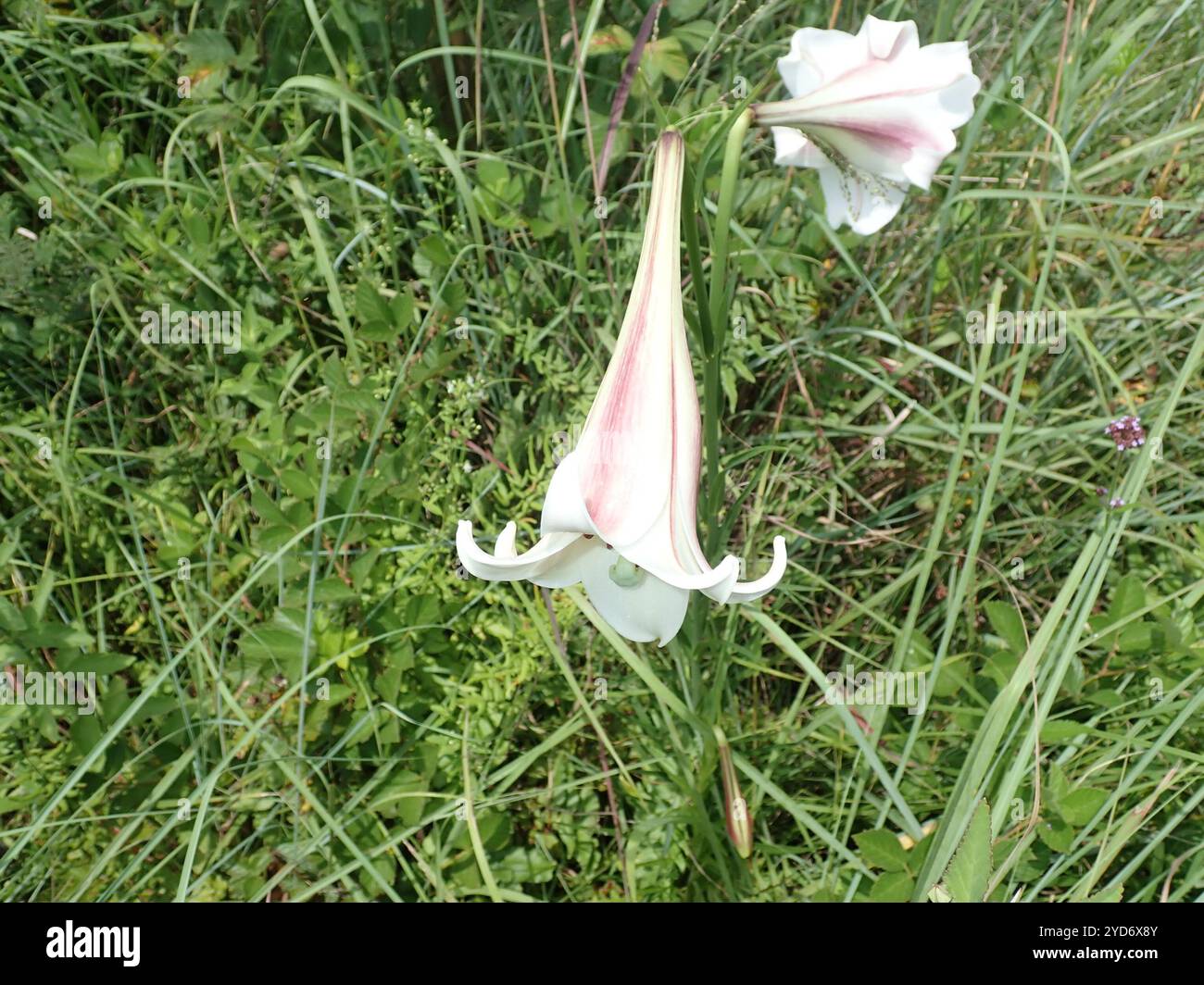 Formosa lily (Lilium formosanum Stock Photo - Alamy