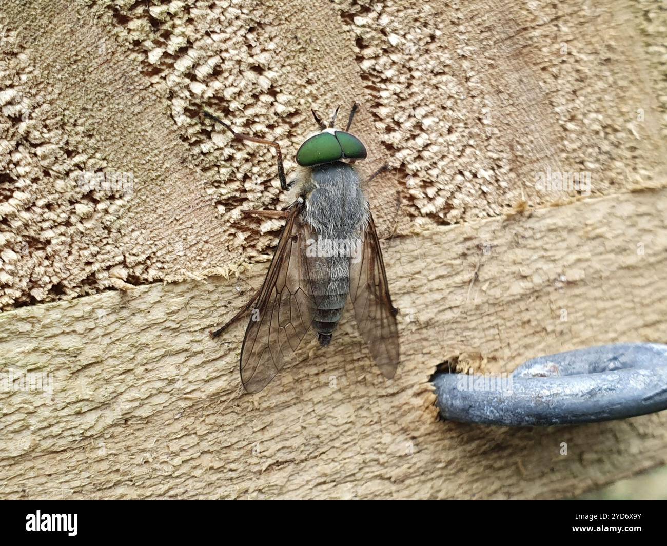 Horse and Deer Flies (Tabanidae Stock Photo - Alamy