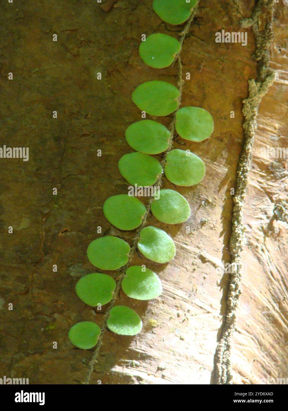 Dragon-Scale fern (Pyrrosia piloselloides Stock Photo - Alamy