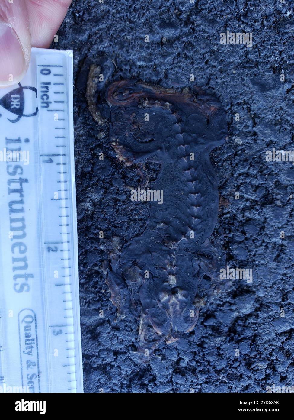 Pacific Newts (Taricha Stock Photo - Alamy