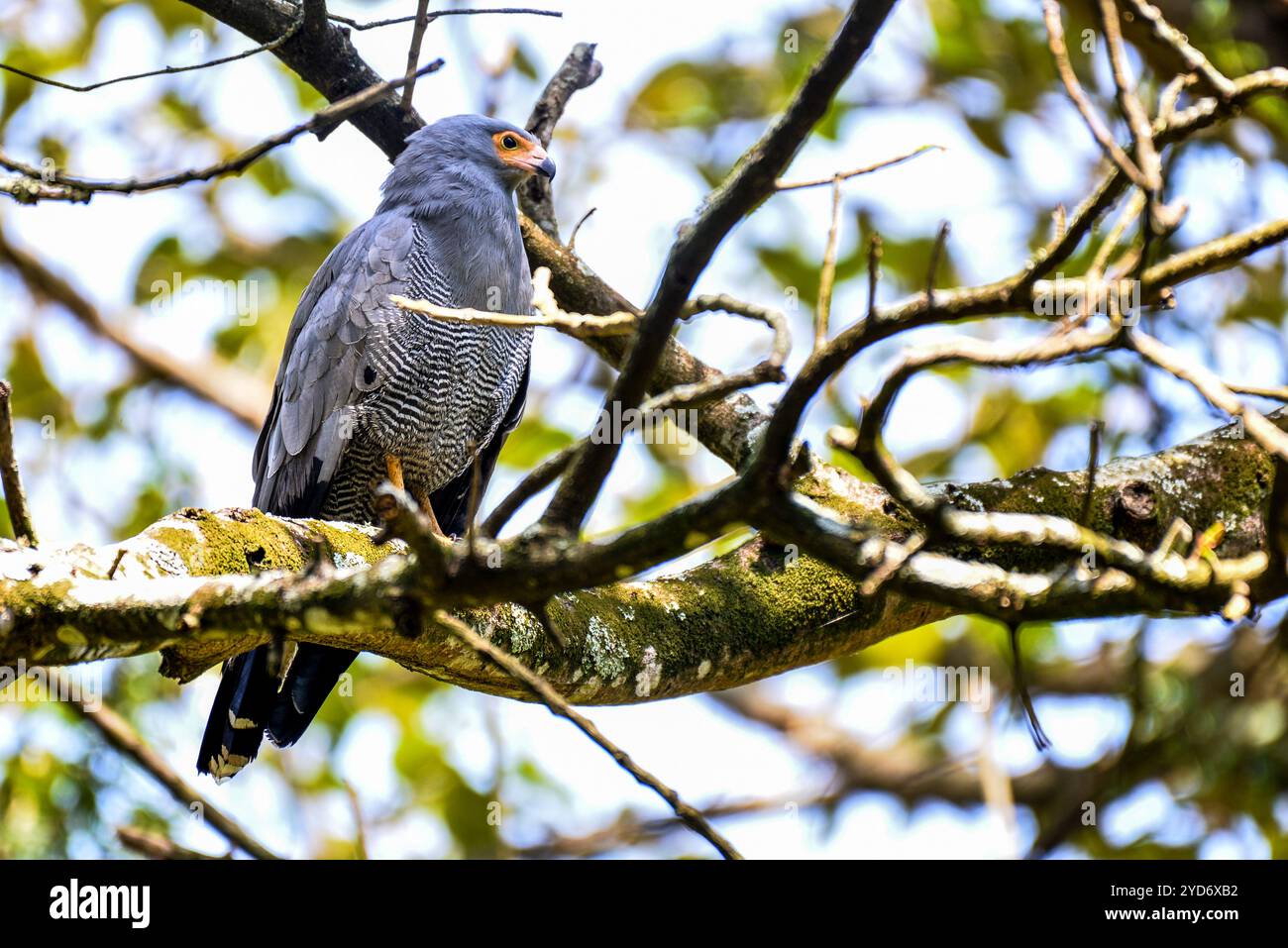 African Harrier Hawk (Polyboroides typus) at Botanical Gardens in ...