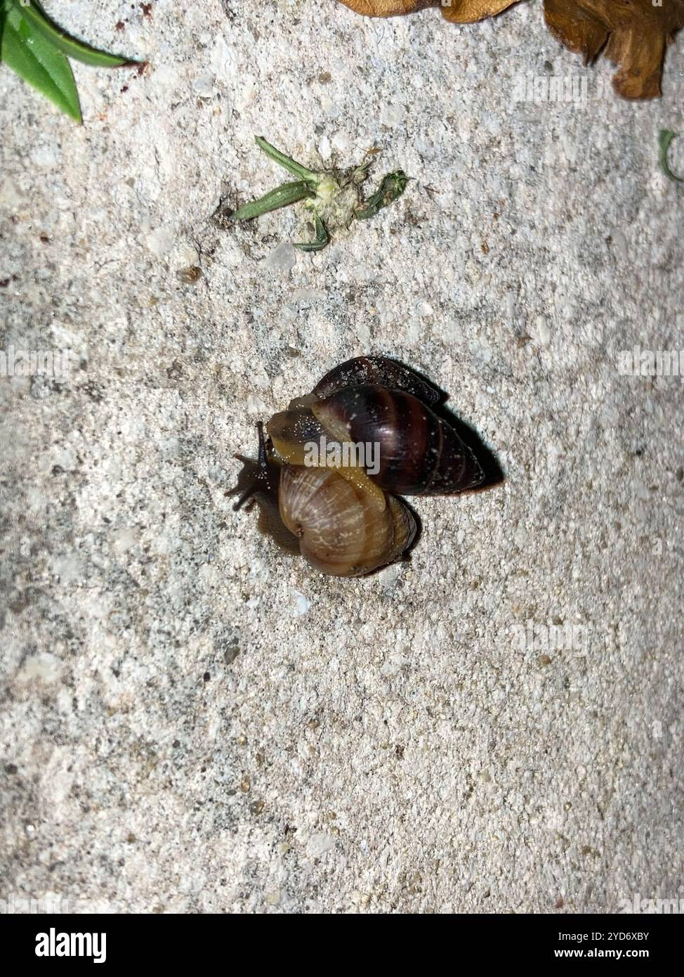 West Indian Bulimulus (Bulimulus guadalupensis Stock Photo - Alamy