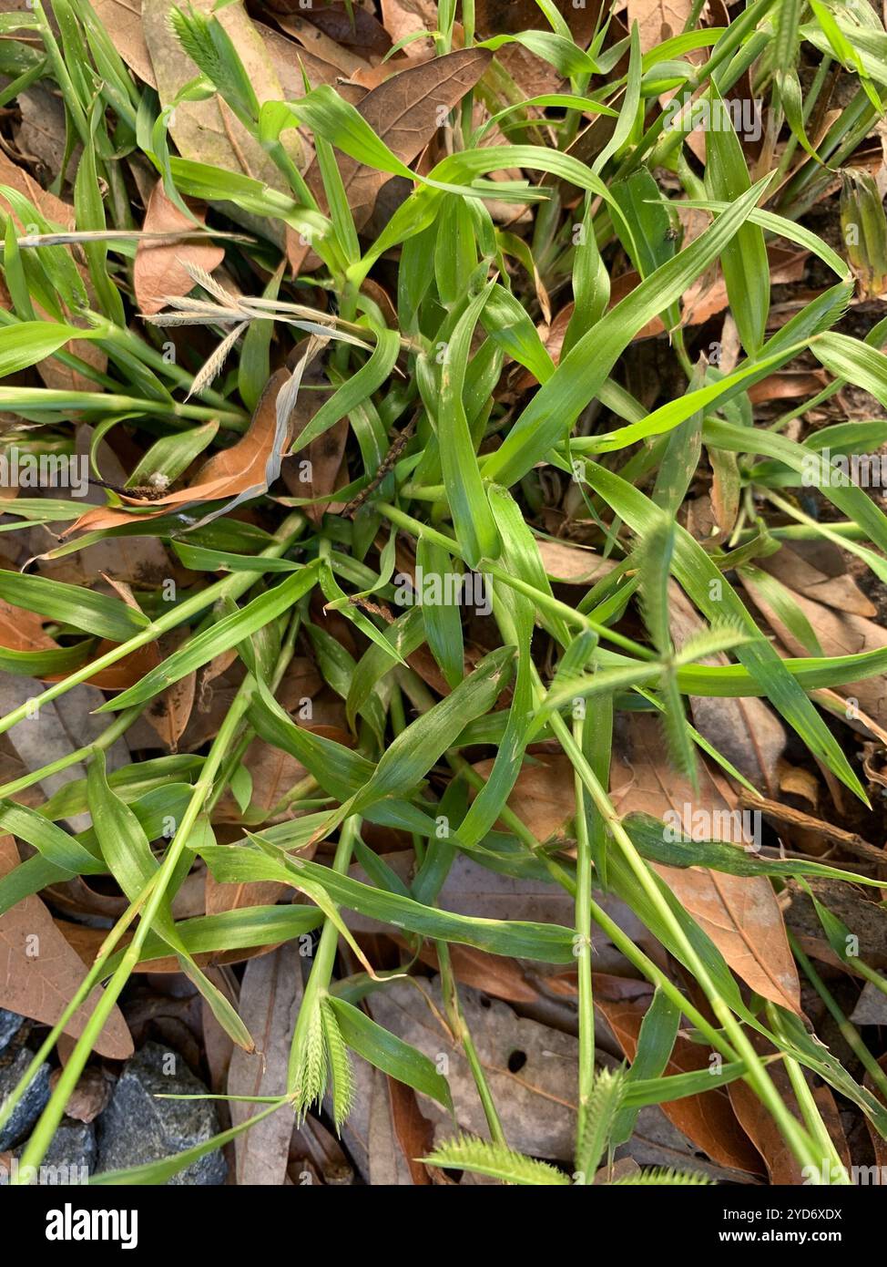 Durban Crowfoot (Dactyloctenium aegyptium Stock Photo - Alamy