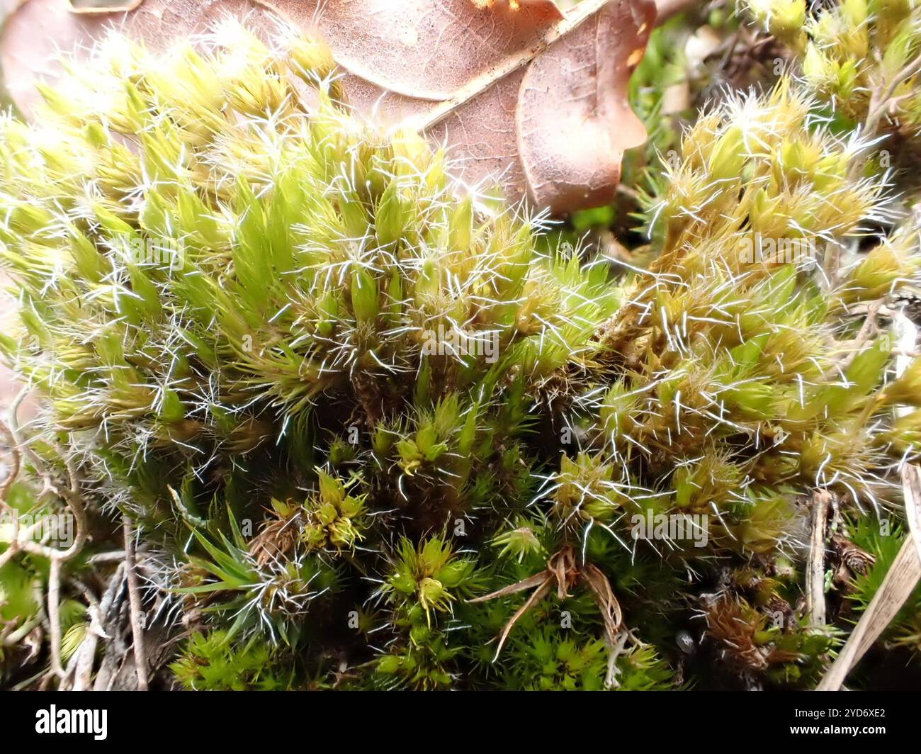 Heath Star-moss (Campylopus introflexus Stock Photo - Alamy