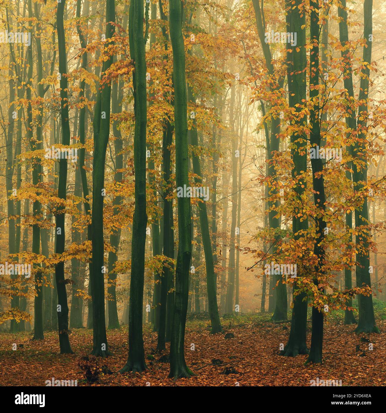 Beautiful natural landscape in rainy hi-res stock photography and ...